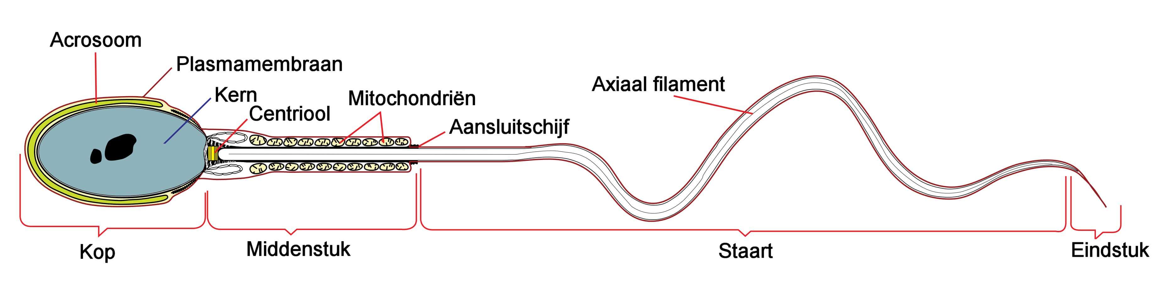 Teelballen: De Kroonjuwelen Van Elke Man - Masculum.nl